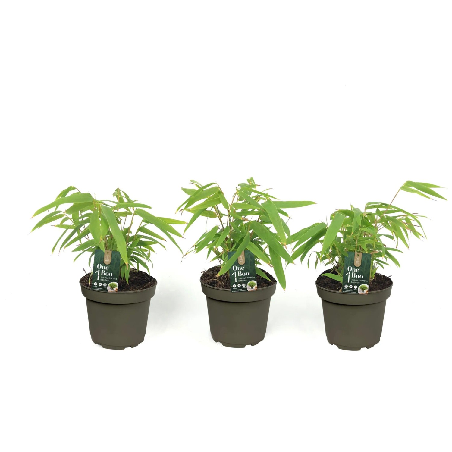 Gartenbambus One Boo Fargesia assortiert Topf Ø 10 cm / 1 Stk. kaufen ...