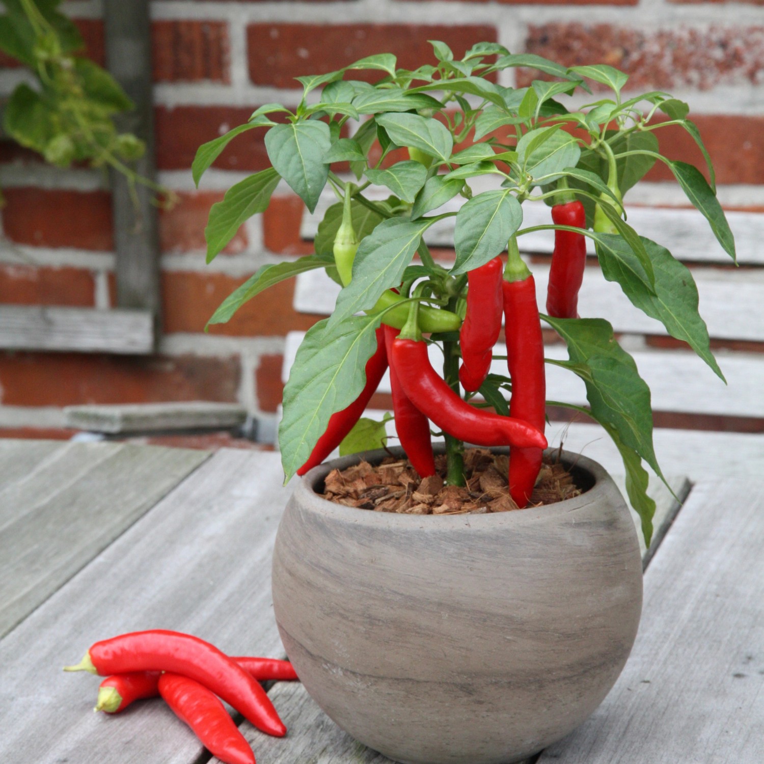 Mini-Chili Topf-Ø ca. 12 cm Capsicum kaufen bei OBI