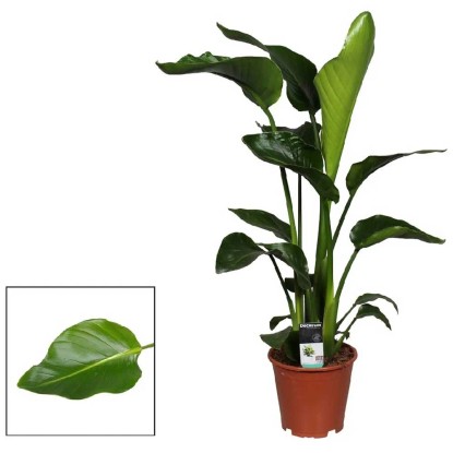 Baum-Strelitzie Strelitzia nicolai Topf Ø 21 cm kaufen bei OBI