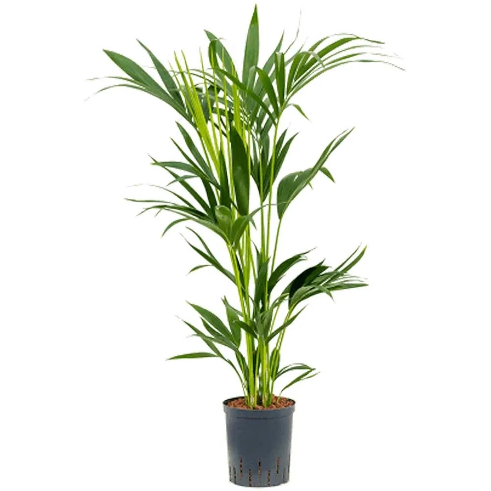 Hydropflanze Kentia-Palme Howea forsteriana Topf Ø 18 cm / Höhe 100 cm ...
