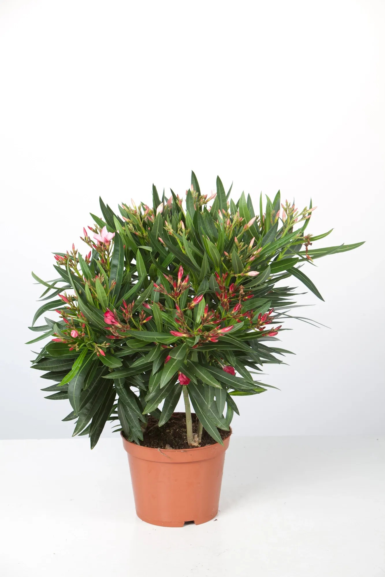 Nerium Oleander Bicolor kaufen bei OBI