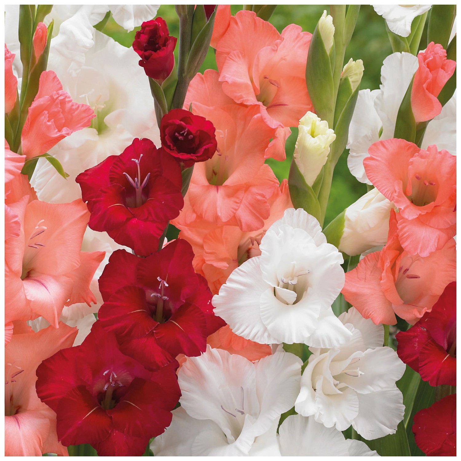 Grow by OBI Gladiolen Sweet Mixed 24 Stk. kaufen bei OBI