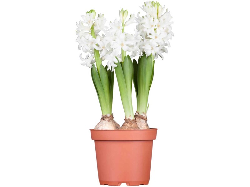GROW by OBI Hyazinthe Hyacinthus orientalis Topf Ø 12 cm kaufen bei OBI