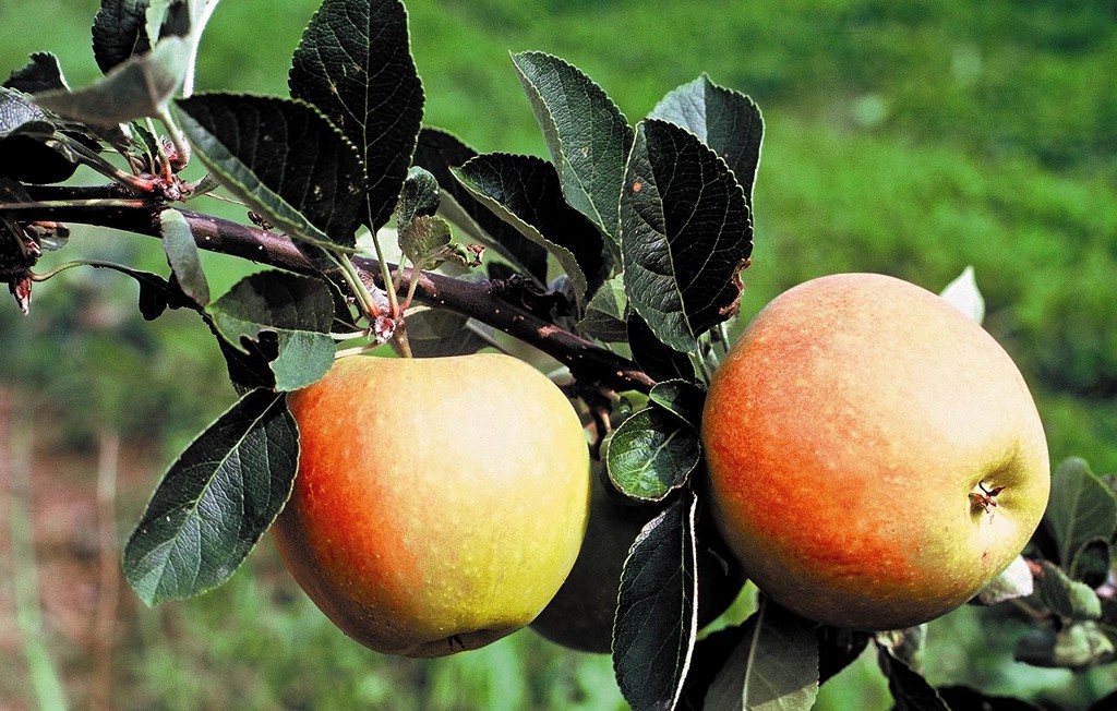 Apfelbaum "James Grieve" kaufen bei OBI