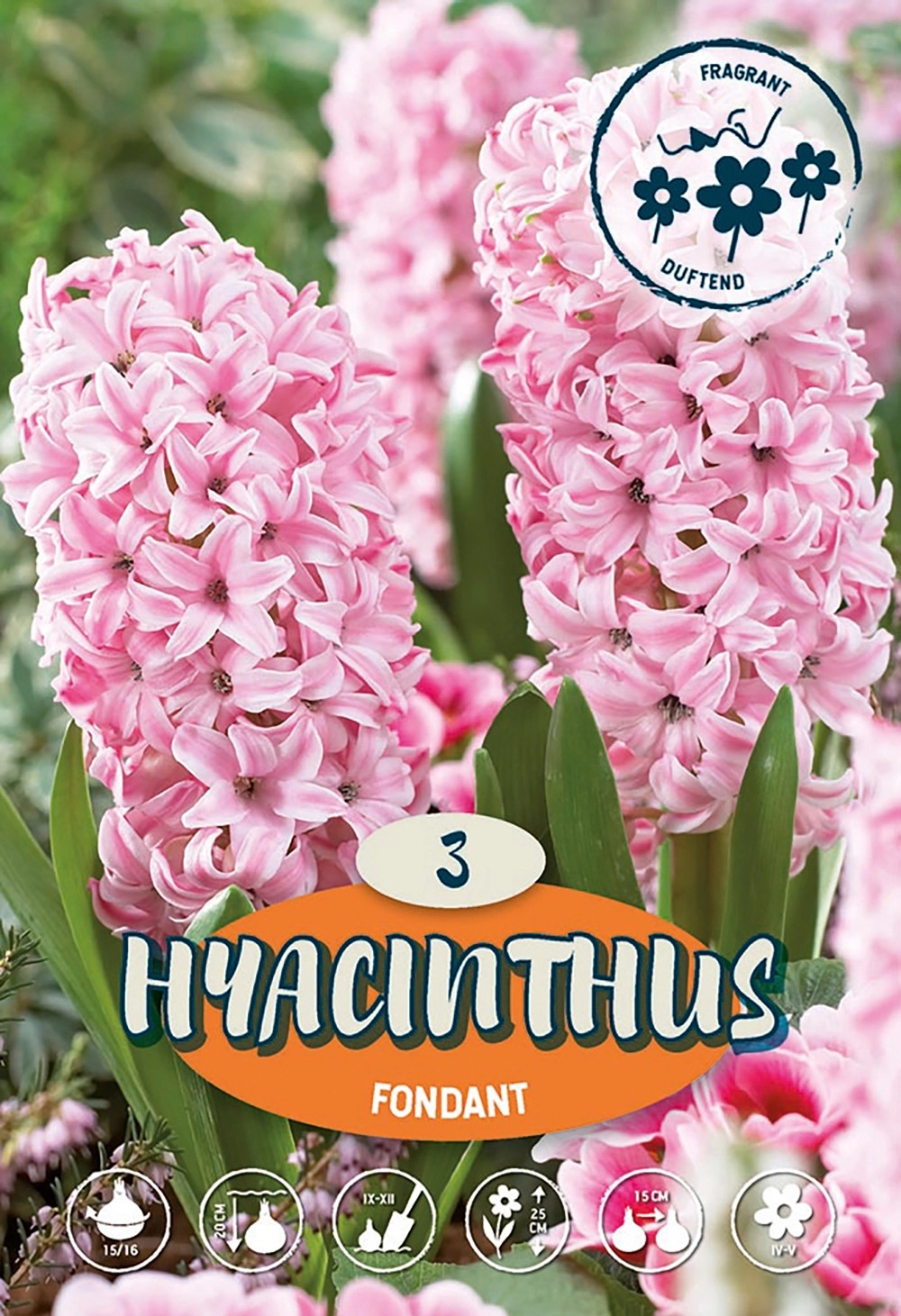 Hyazinthe Fondant Hyacinthus orientalis Rosa 3 Stk. kaufen bei OBI