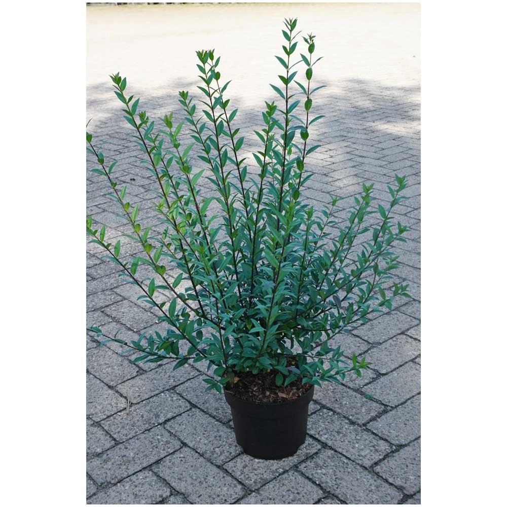 Liguster Atrovirens Select Ligustrum vulgare Topf Ø 21 cm kaufen bei OBI