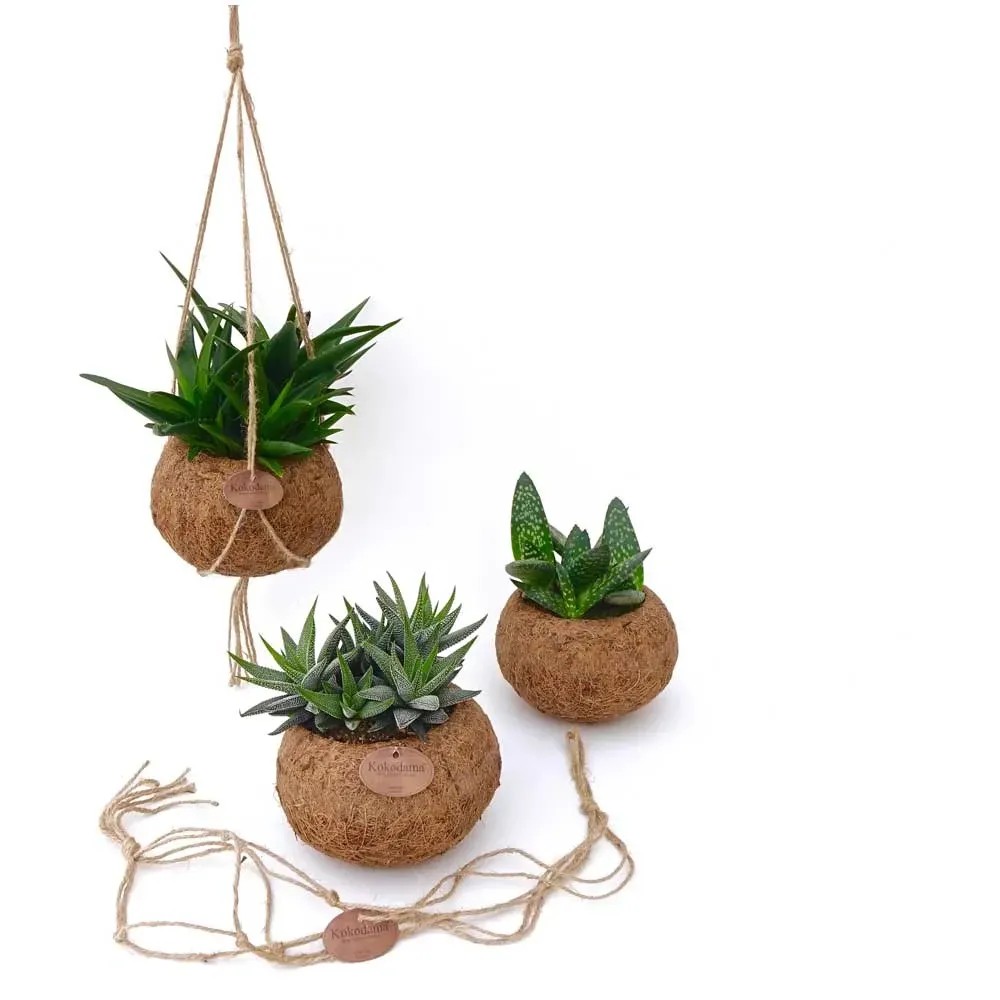 Kokodama Smit-Collection im Kokostopf Ø 15 cm / Höhe ca. 25 cm / 1 Stk.