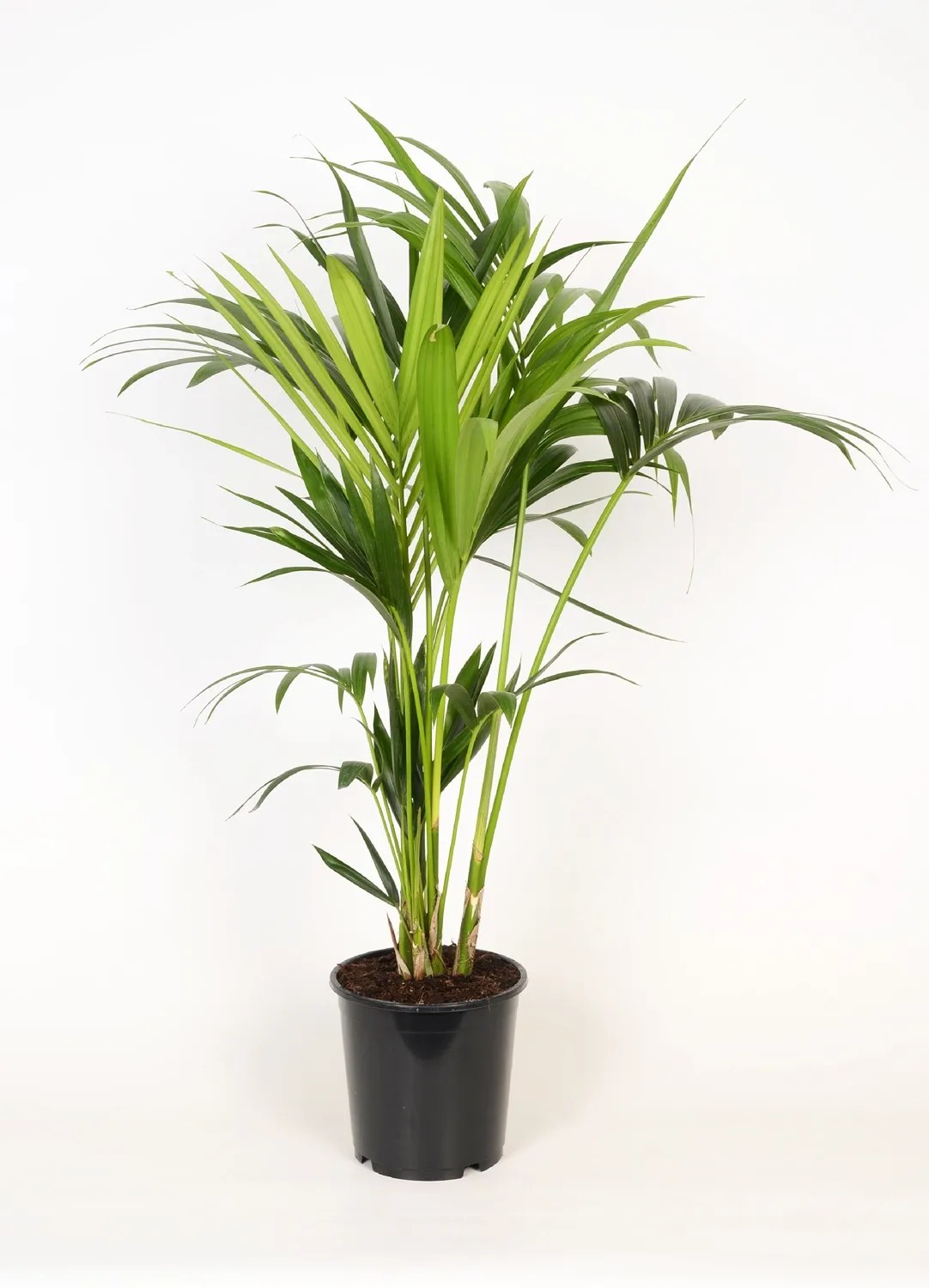 Howea Forsteriana Topf 24 cm
