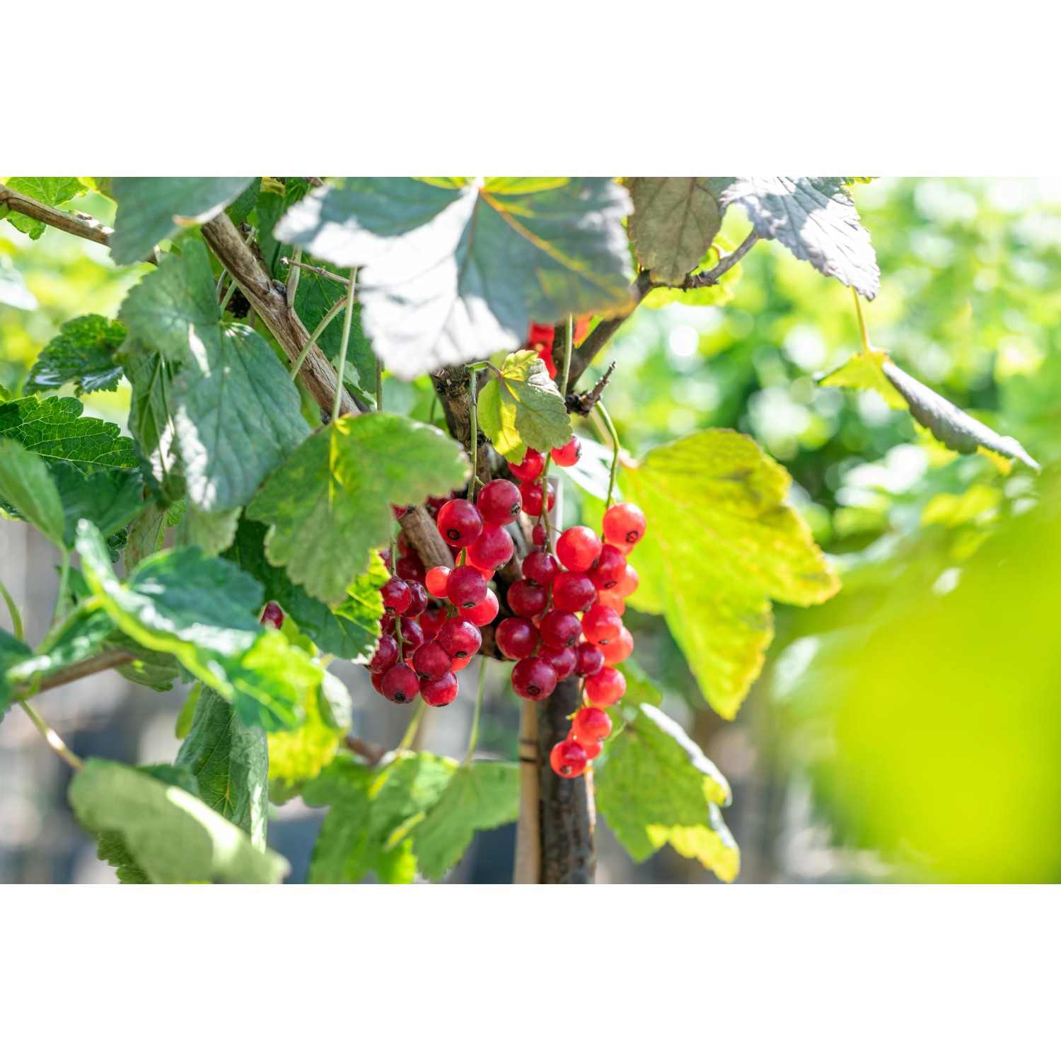 GROW by OBI Johannisbeere Jonkheer Ribes rubrum Rot Topf 2 l / Höhe 20 ...