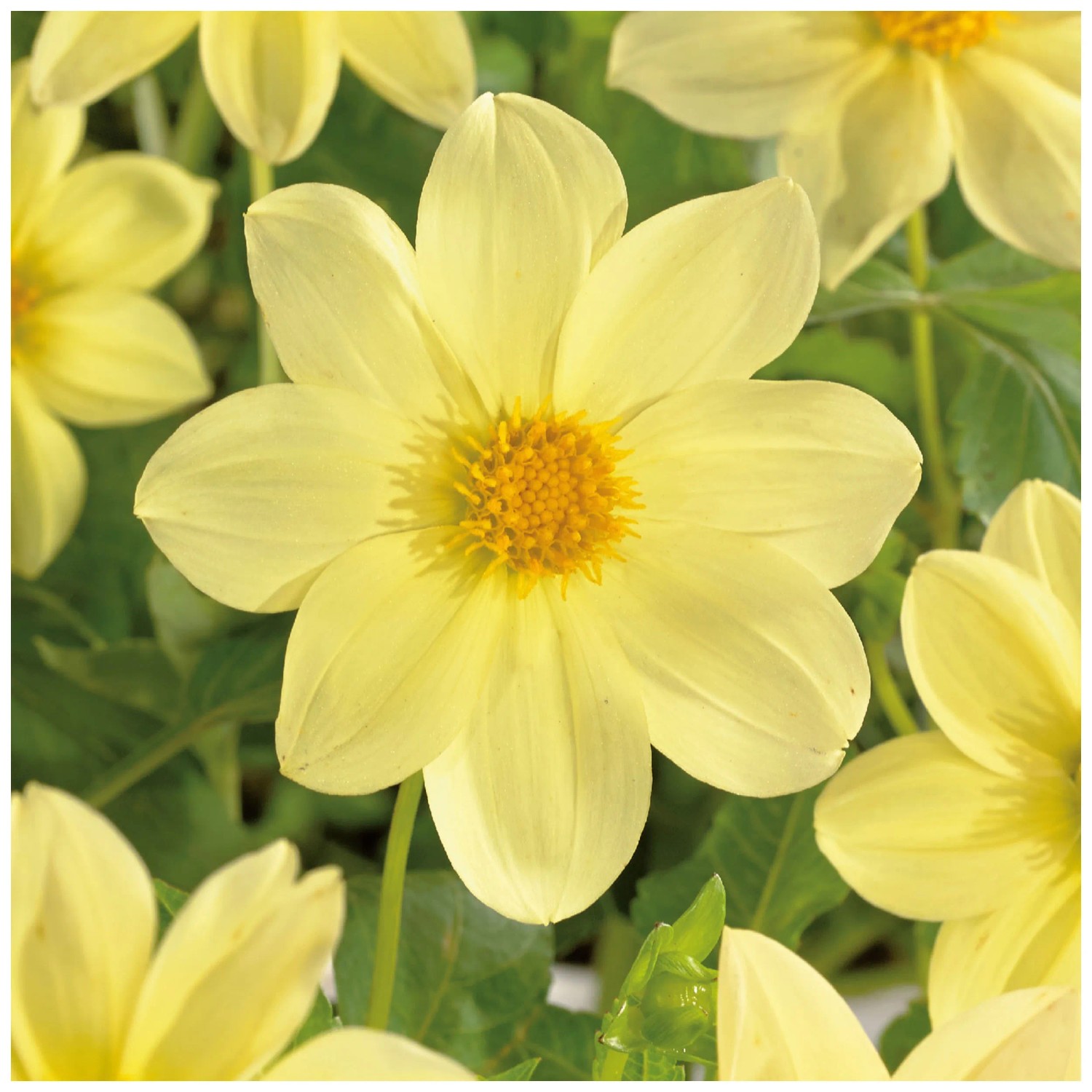 Grow by OBI Dahlia Unwin Mignon Yellow 1 pc
