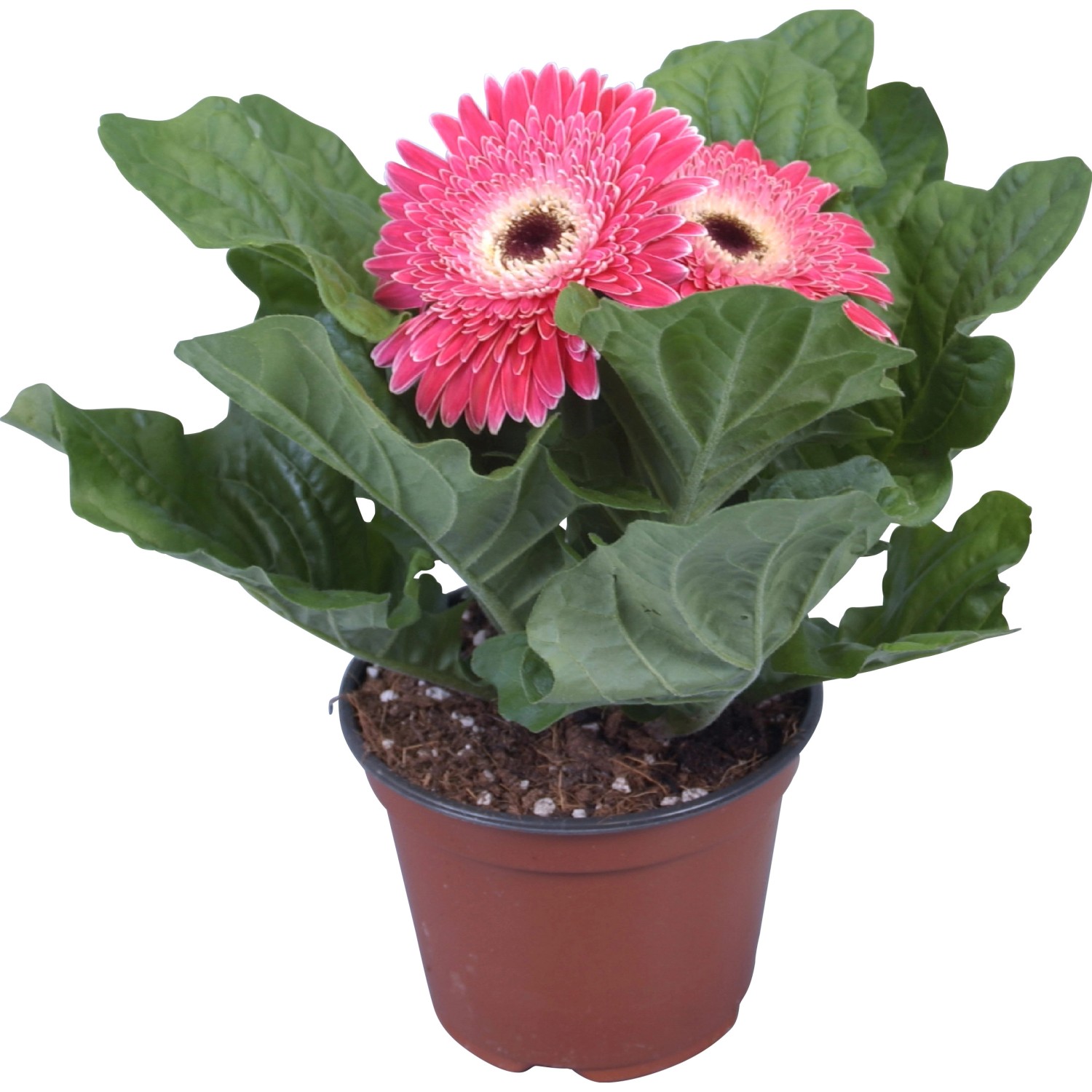 Gerbera Pot Rose Ø env. 12 cm