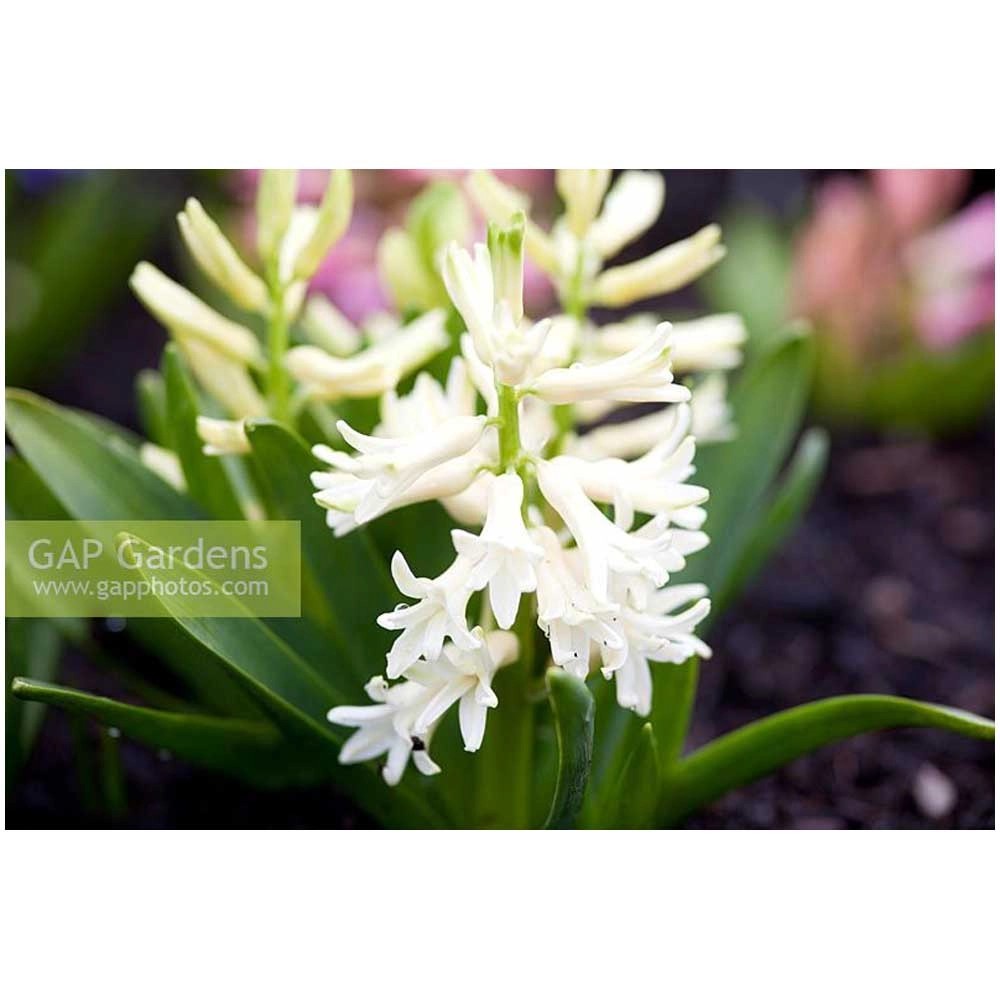 Hyazinthe Hyacinthus multiflora Topf Ø 10,5 cm / 1 Stk. kaufen bei OBI