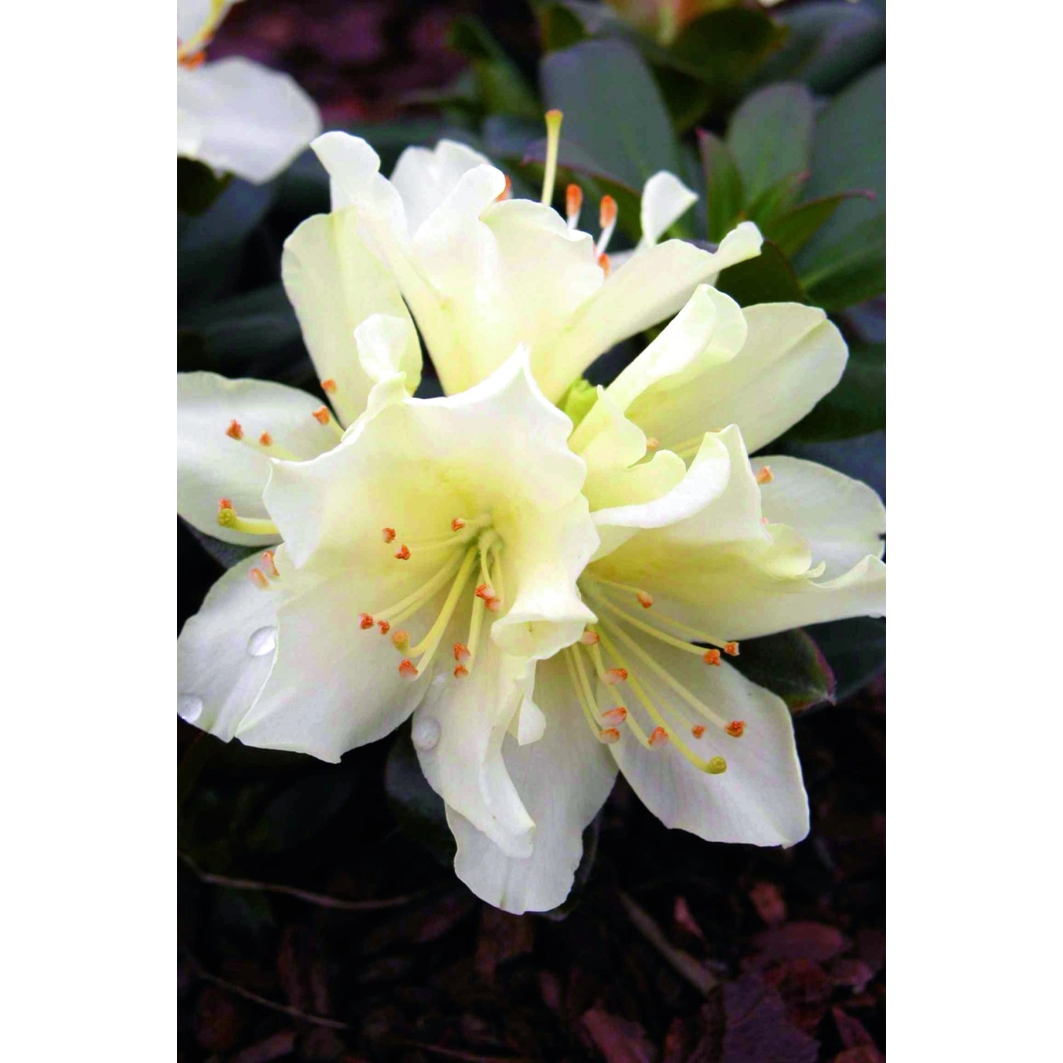 Rhododendron Ludlowii Wren Topf 2 l kaufen bei OBI