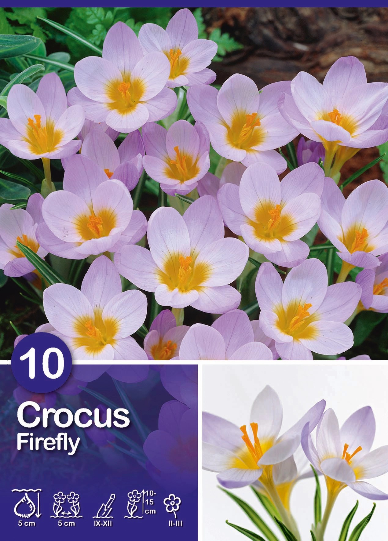 Krokus Firefly Rosa kaufen bei OBI