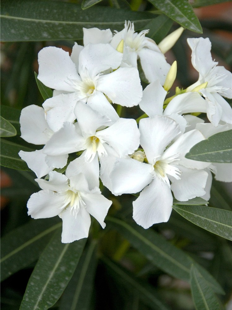 GROW by OBI Oleander Nerium Weiss Topf Ø 17 cm kaufen bei OBI