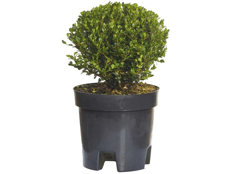Buchsbaum Faulkner Buxus microphylla Topf Ø 28 cm / Höhe 30 cm kaufen ...