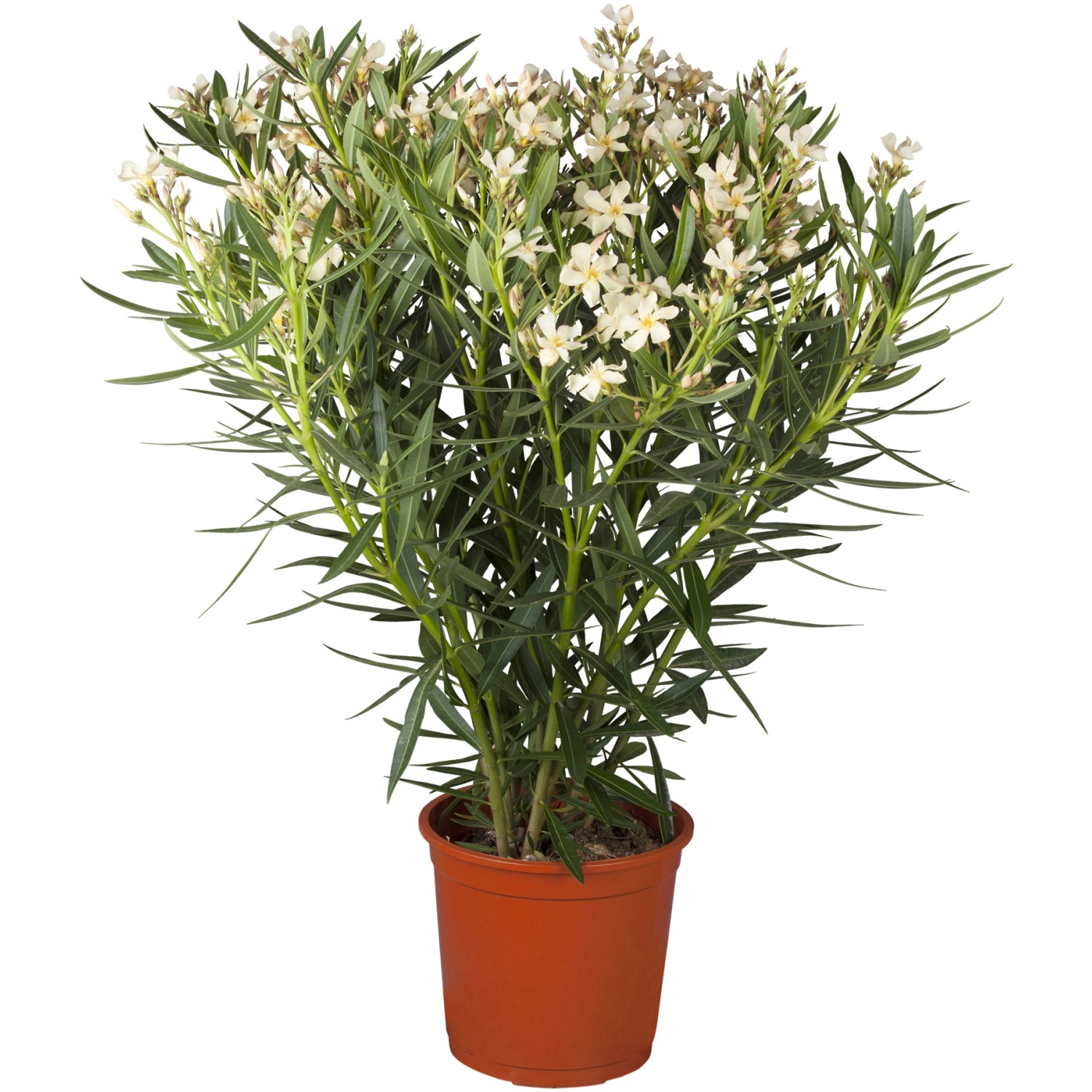 GROW by OBI Oleander Nerium Weiss Topf Ø 20 cm kaufen bei OBI