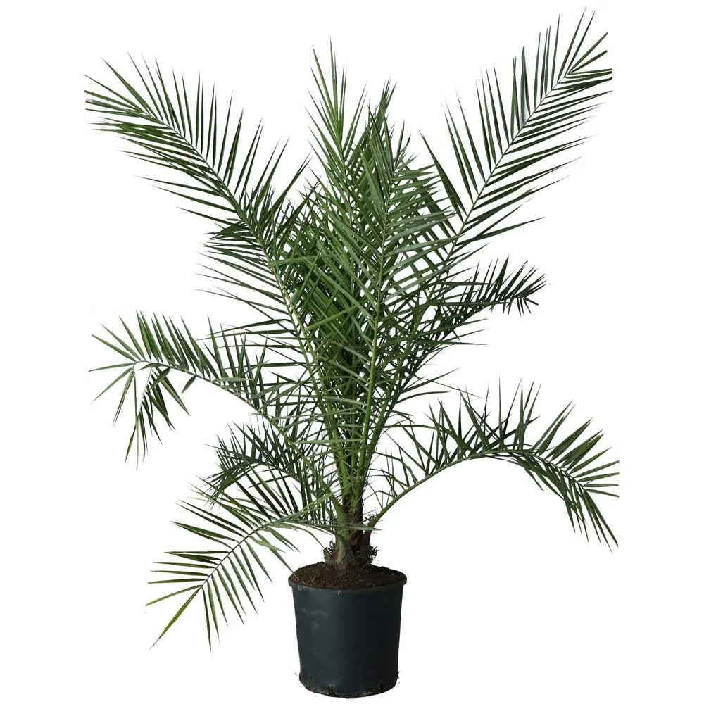 Palmier des Canaries Phoenix canariensis Pot Ø 24 cm / H 140cm