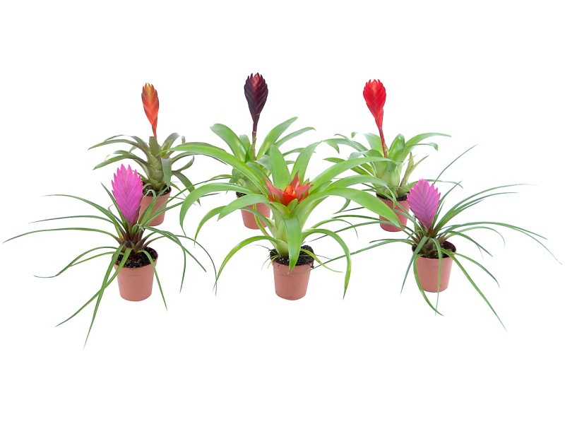 Bromelia Mini Bromelia verschiedene Farben Topf Ø 5,5 cm / 1 Stk ...