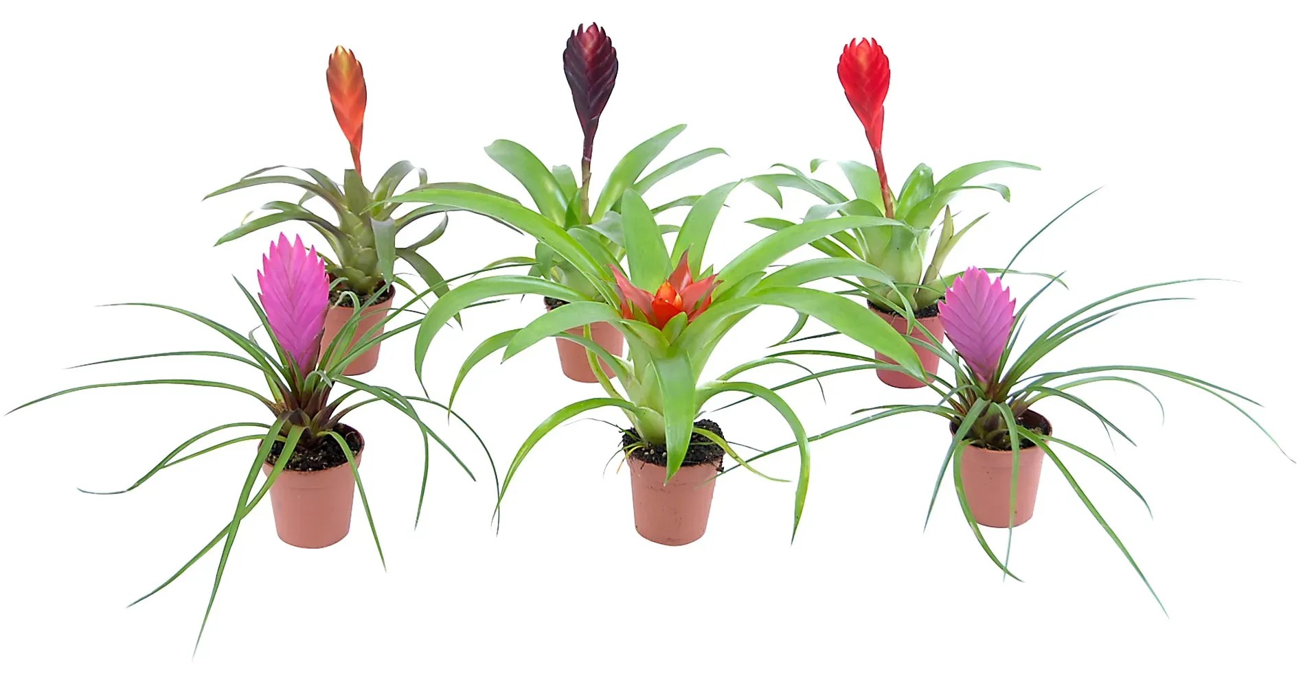 Bromelia Mini Bromelia verschiedene Farben Topf Ø 5,5 cm / 1 Stk ...