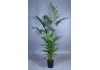Howea Forsteriana "Kentia" Topf 27 cm kaufen bei OBI