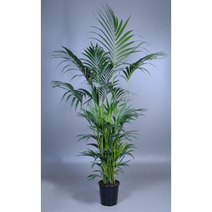 Howea Forsteriana "Kentia" Topf 27 cm kaufen bei OBI