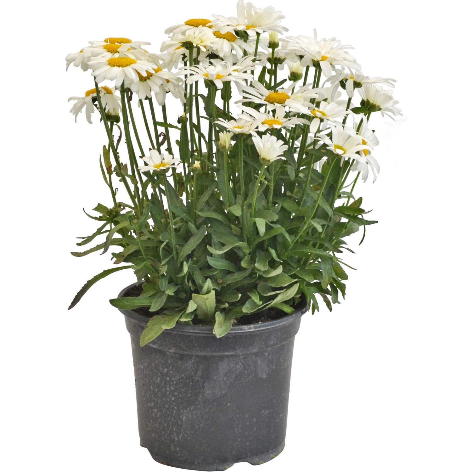 GROW by OBI Sommermargerite Leucanthemum Weiss Topf Ø 13 cm kaufen bei OBI