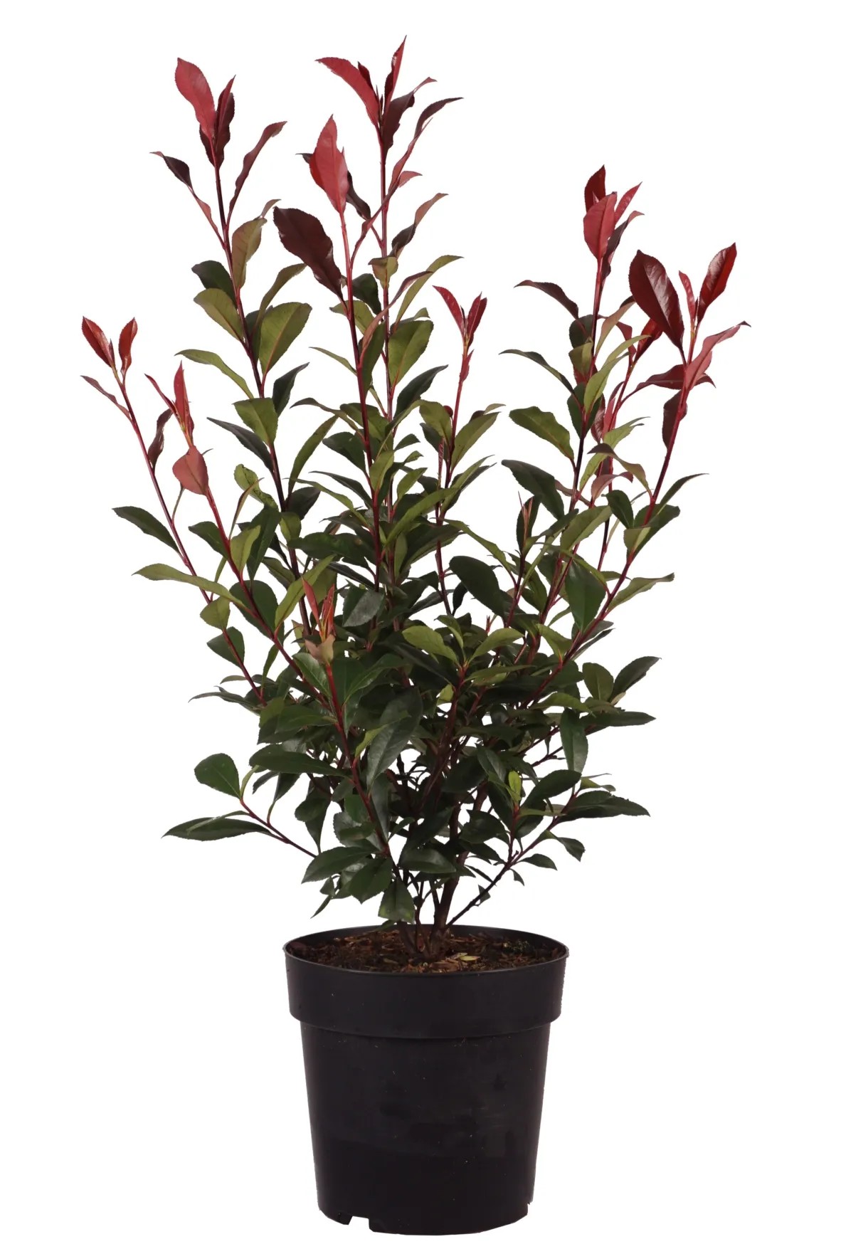 Photinia Carré Rouge Photinia fraseri pot 6 l / hauteur env. 50 - 60 cm