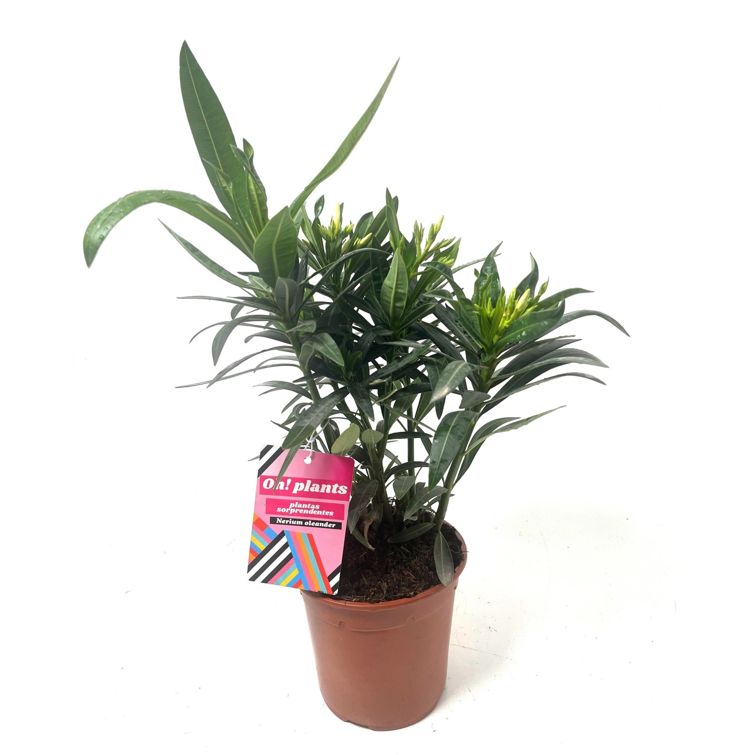 GROW by OBI Oleander Nerium Oleander Busch Topf Ø 14 cm kaufen bei OBI