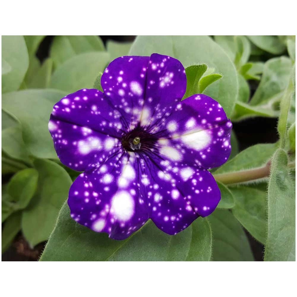 Petunie Night Sky Petunia surfina 2-farbig Topf Ø 12 cm kaufen bei OBI