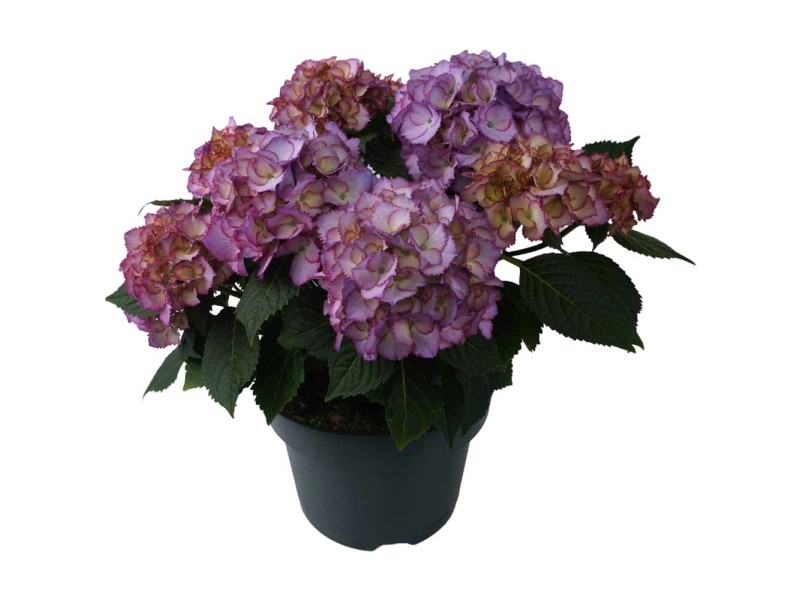 Bauernhortensie Hydrangea Ave Blue Hy-pe 6+ Topf Ø 23 cm kaufen bei OBI
