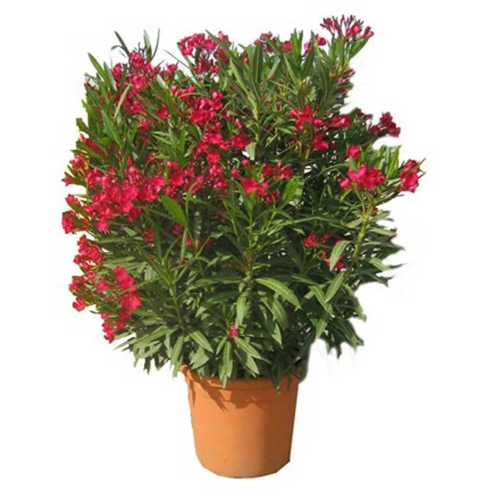 Oleander Nerium oleander Stamm Mix Topf Ø 26 cm / Höhe 100 cm / 1 Stk ...
