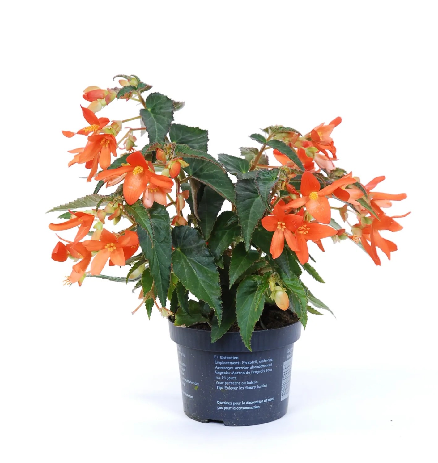 Begonia Waterfall Mix kaufen bei OBI