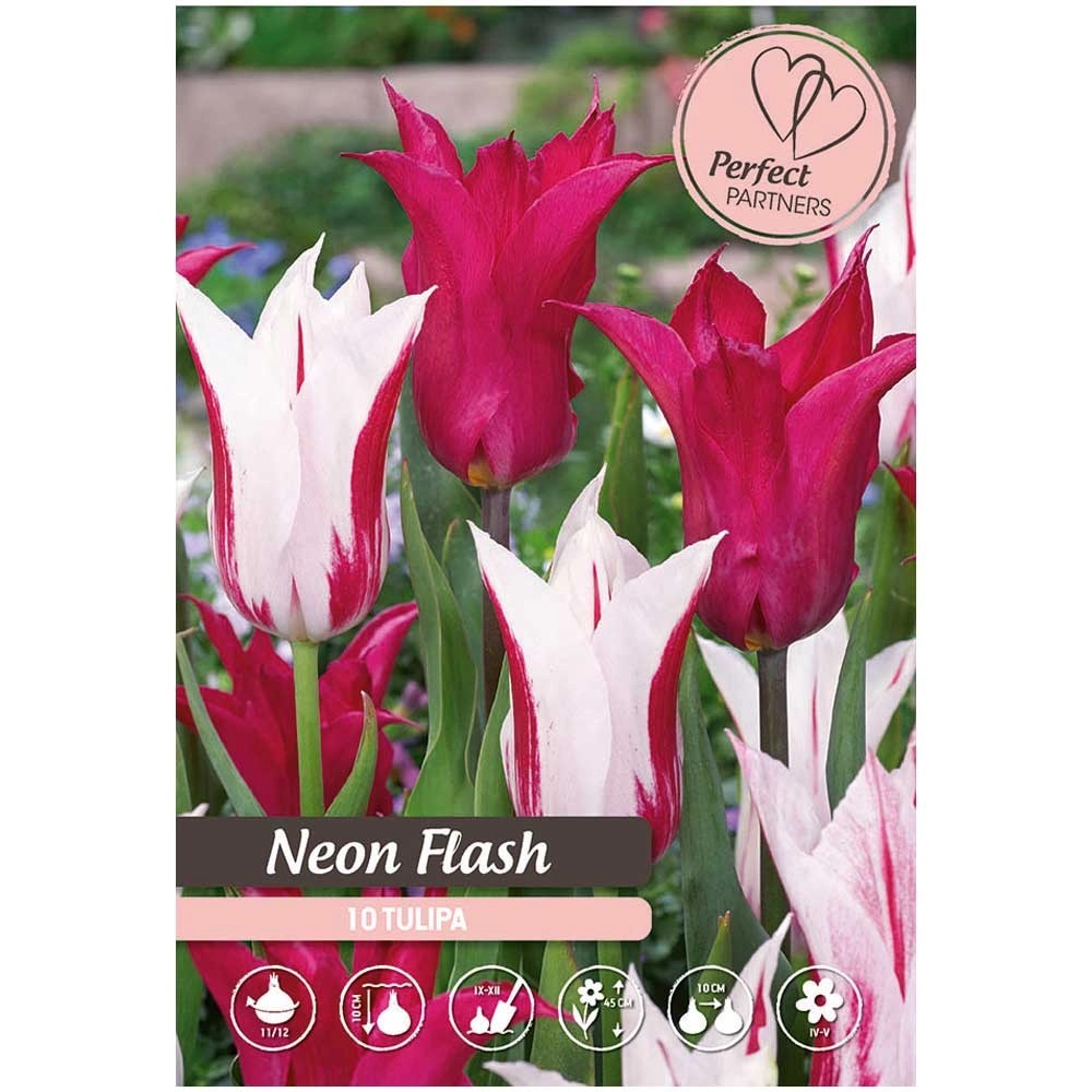 Tulipe Neon Flash