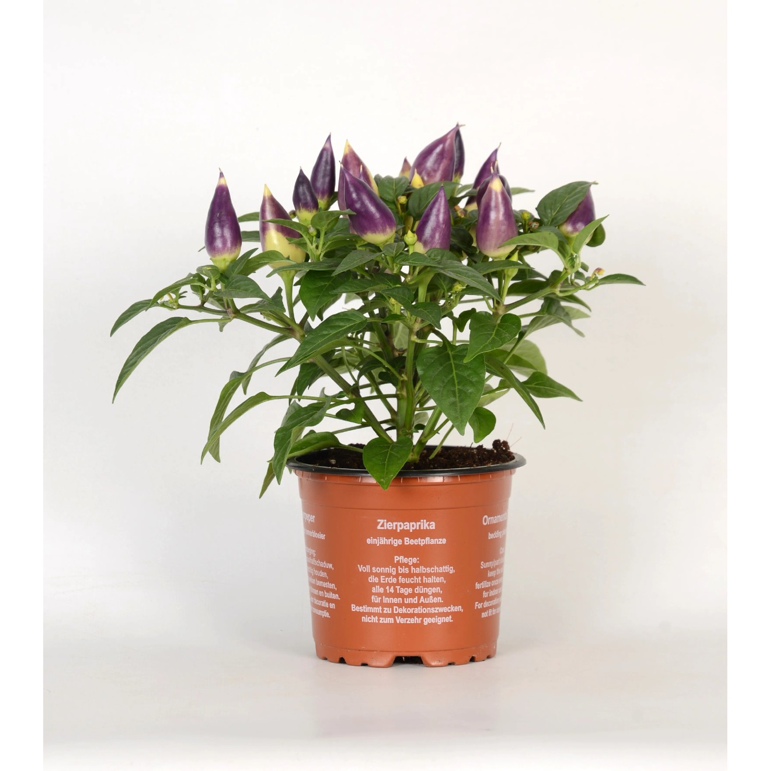 Naschzipfel Capsicum annuum Acapulco Topf Ø 12 cm / Höhe 25 cm kaufen ...