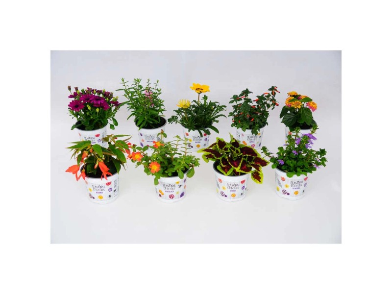 Balkonpflanzen & Terrassenpflanzen kaufen und bestellen bei OBI