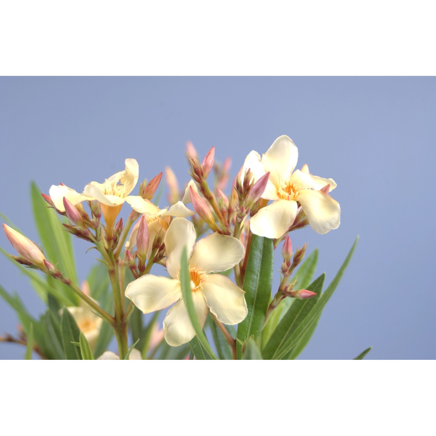 Oleander Nerum oleander Topf Ø 15 cm / Höhe 40 - 60 cm kaufen bei OBI