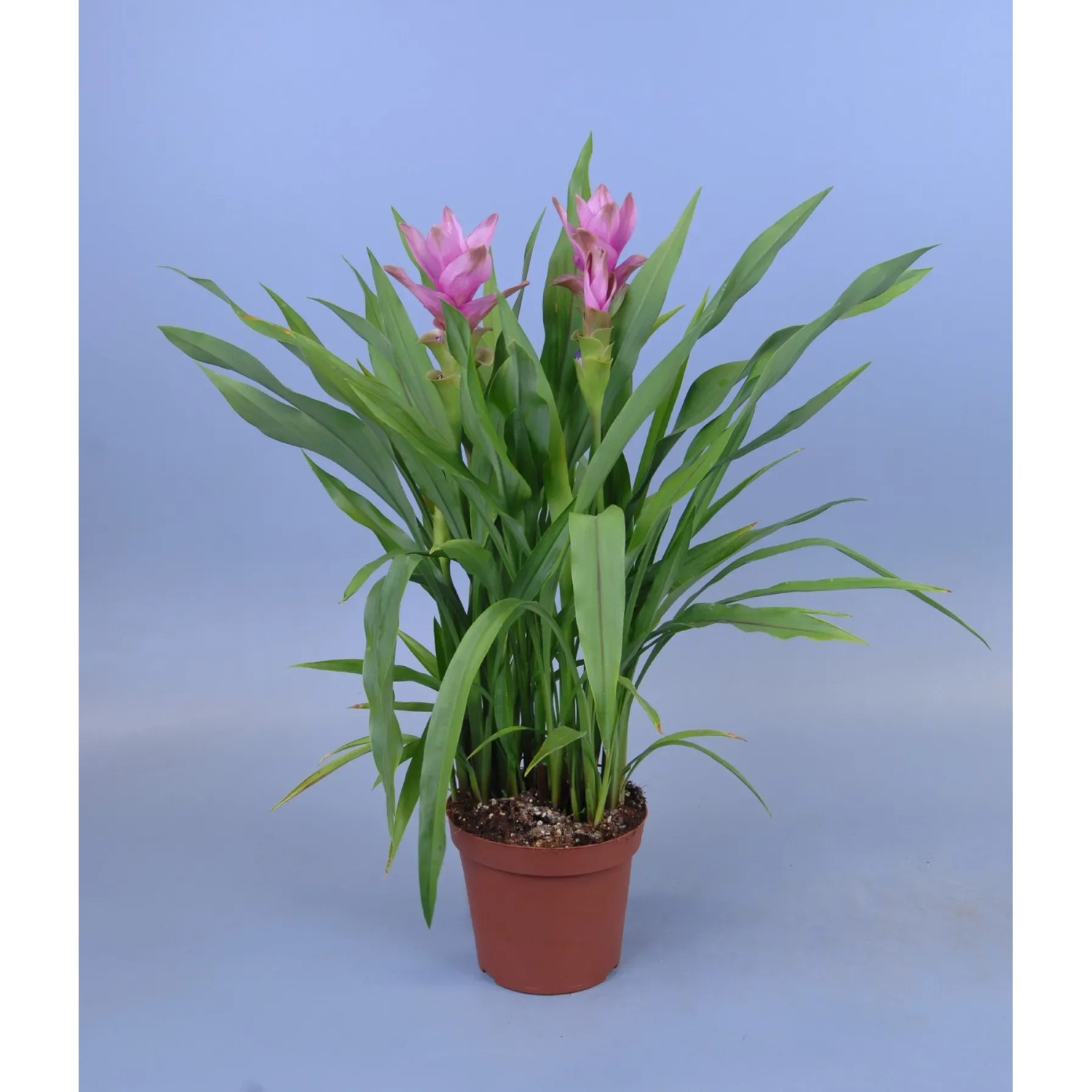 Kurkuma Siam Shadow Curcuma Topf Ø 17 cm kaufen bei OBI