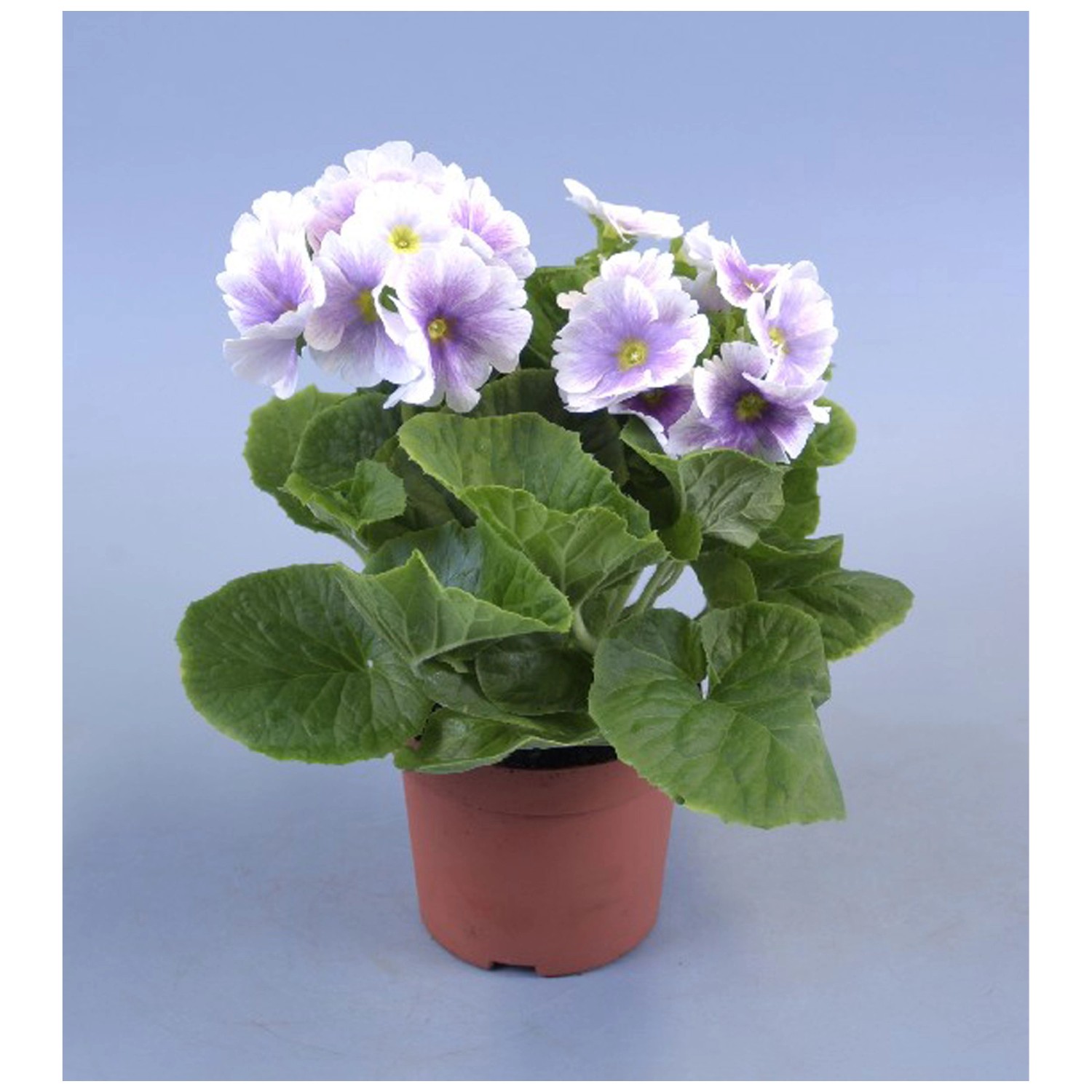 Becherprimel Touch Me Farbenauswahl Primula obconica Topf Ø 9 cm / 1 ...