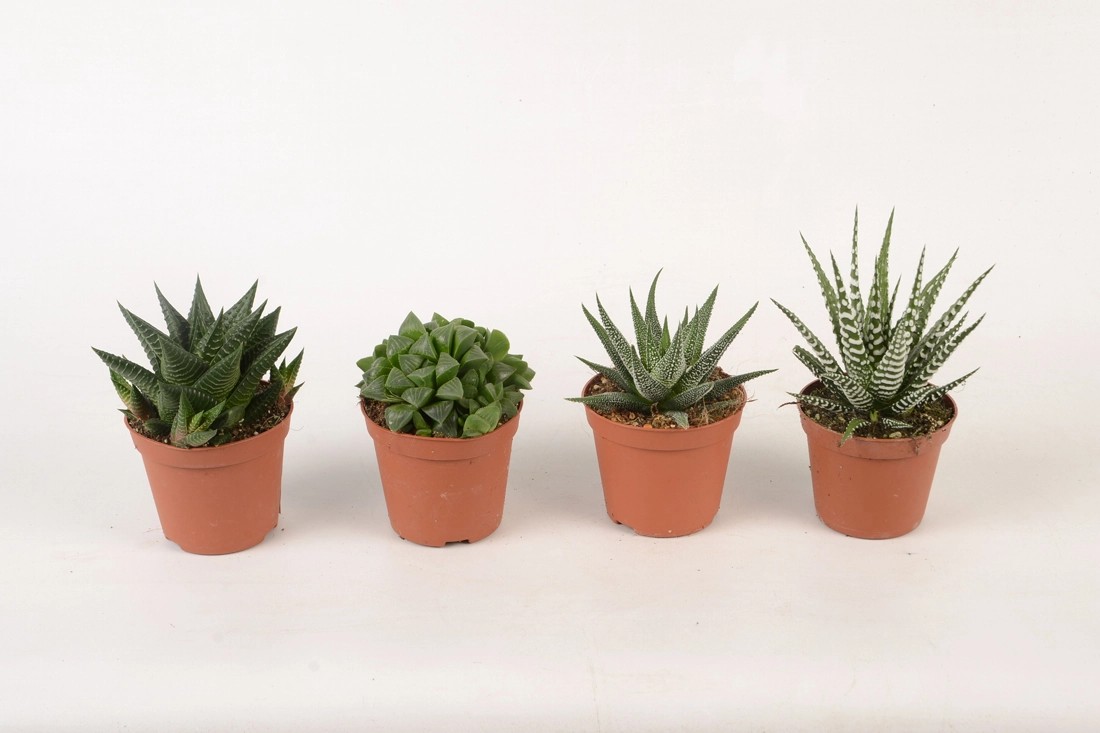 Haworthia Enon Haworthia faciata Pot Ø 8,5 cm