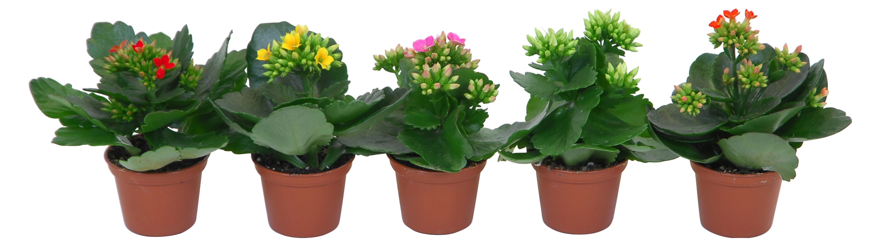 Kalanchoé Calandiva Mini Kalanchoe Pot Ø 6 cm