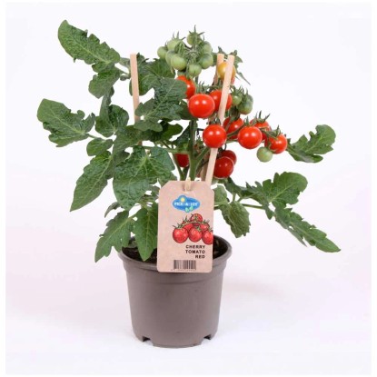 Cherrytomate Rot Pick & Joy Solanum lycopersicum Topf Ø 12 cm kaufen ...