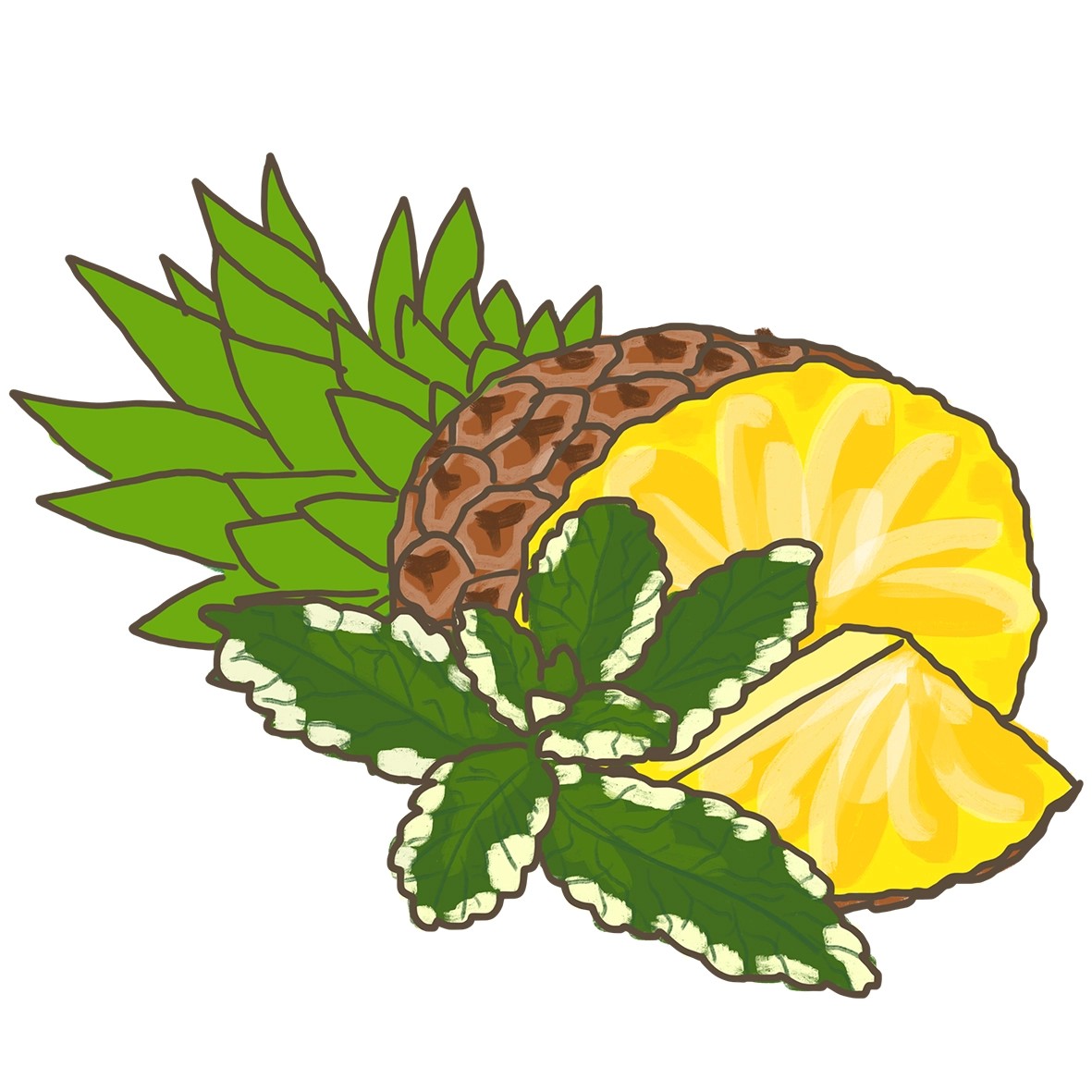 Blu Bio Ananas-Minze Bowles Mentha x rotundifolia Topf Ø ca. 12 cm ...