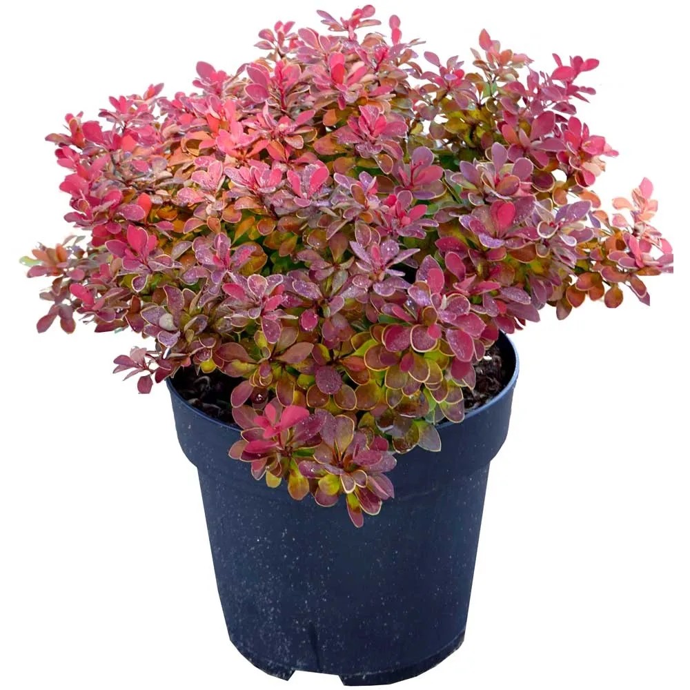 Épine-vinette Ruby Star Berberis thunbergii pot 4,5 l