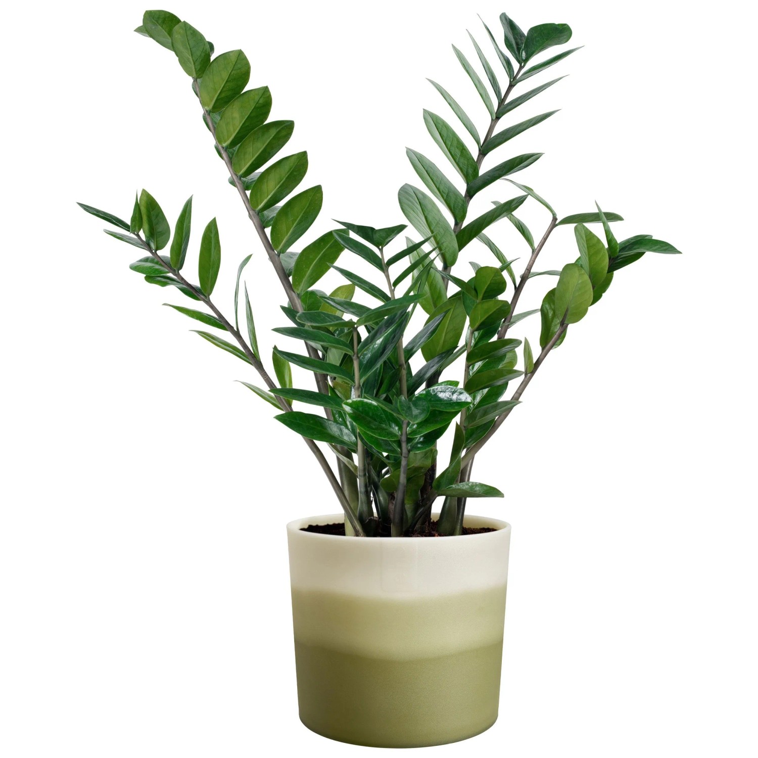 Elho Pflanztopf Colour Gradient Kunststoff Bamboo Green Ø 14 x 12,4 cm ...
