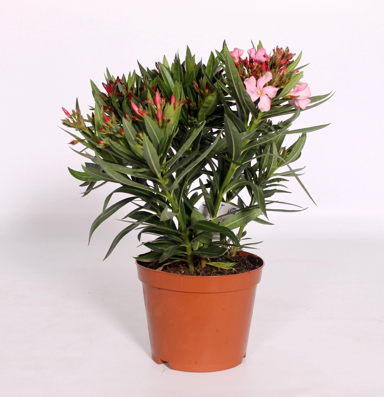 Oleander Nerum oleander Topf Ø 22 cm / Höhe 60 - 80 cm kaufen bei OBI