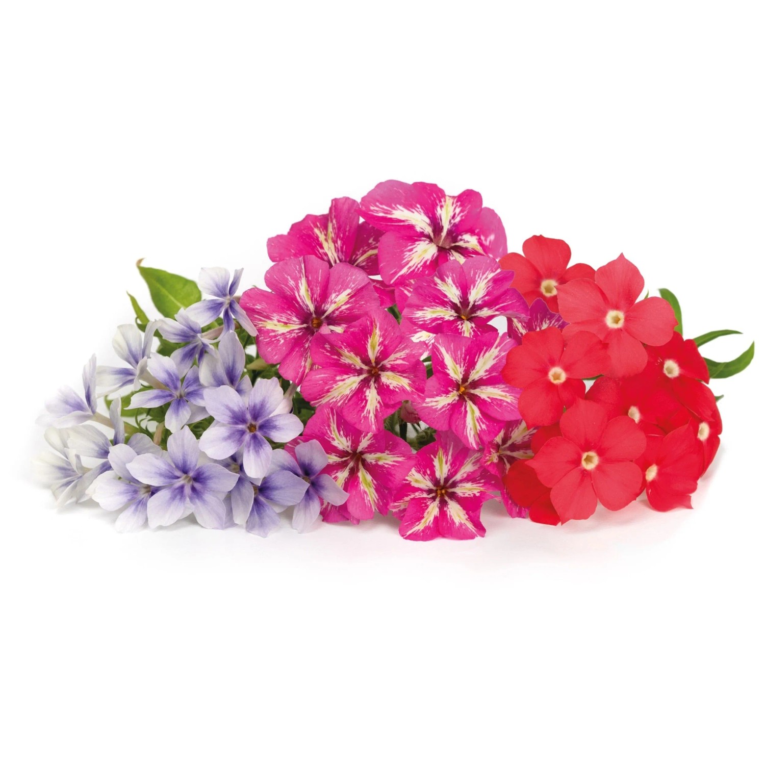 Phlox Samen Kaufen