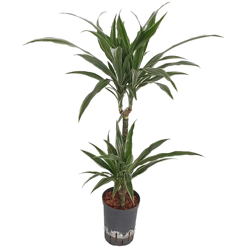 Hydropflanze Drachenbaum Warnecki Dracaena Ø 15 cm / Höhe 75 cm kaufen ...