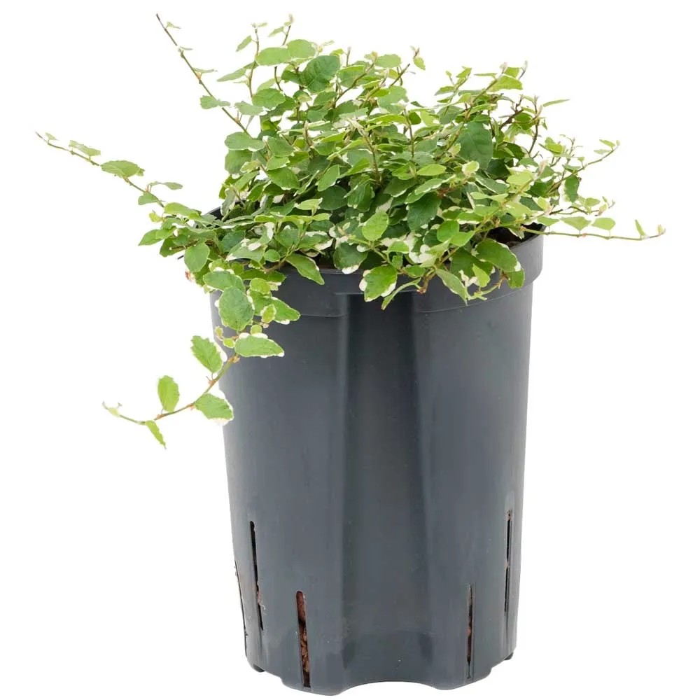 Pianta idroponica fico rampicante Sunny Ficus pumila vaso Ø 15 cm ...