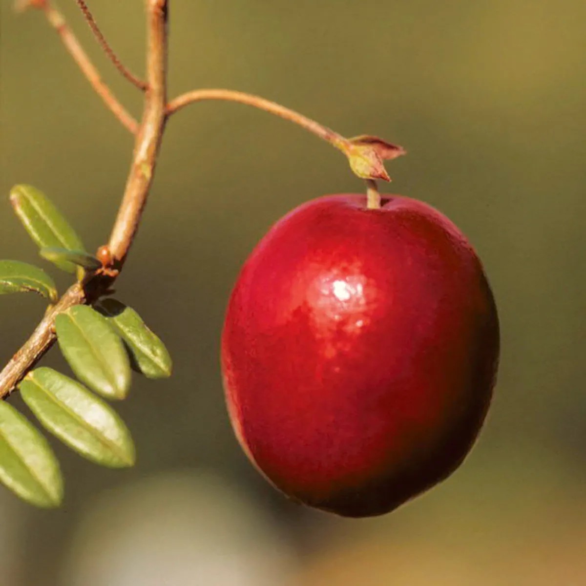 Blu Bio Grossfrüchtige Moosbeere Cranberry Vaccinium macrocarpon Topf Ø ...